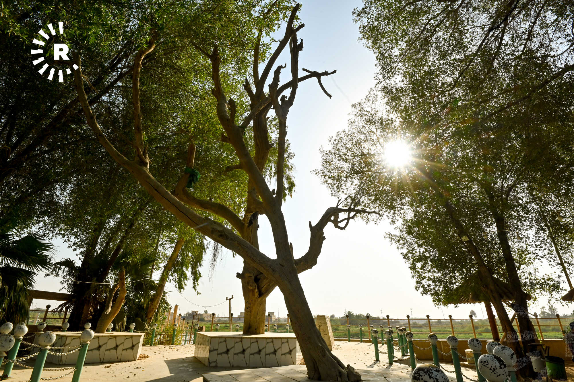 لغز تاريخي… تعرفوا على شجرة “آدم” في العراق – وكالة أوقات الشام الإخبارية