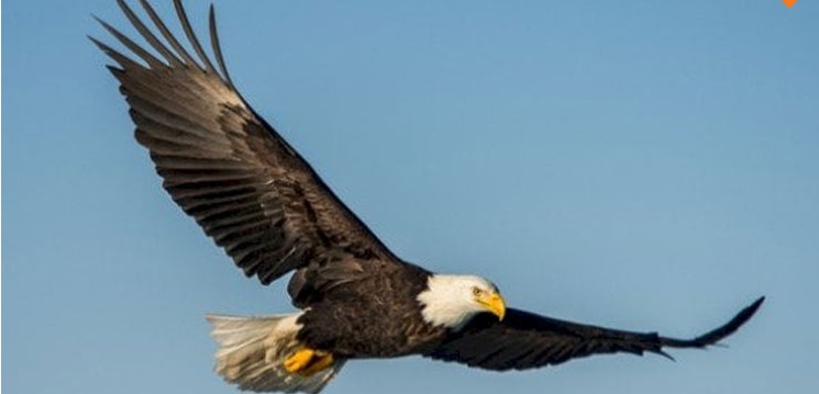 ما حقيقة النسر الضخم الذي هاجم سيارة في الرقة؟.. الشرقية تشهد ظهور ...